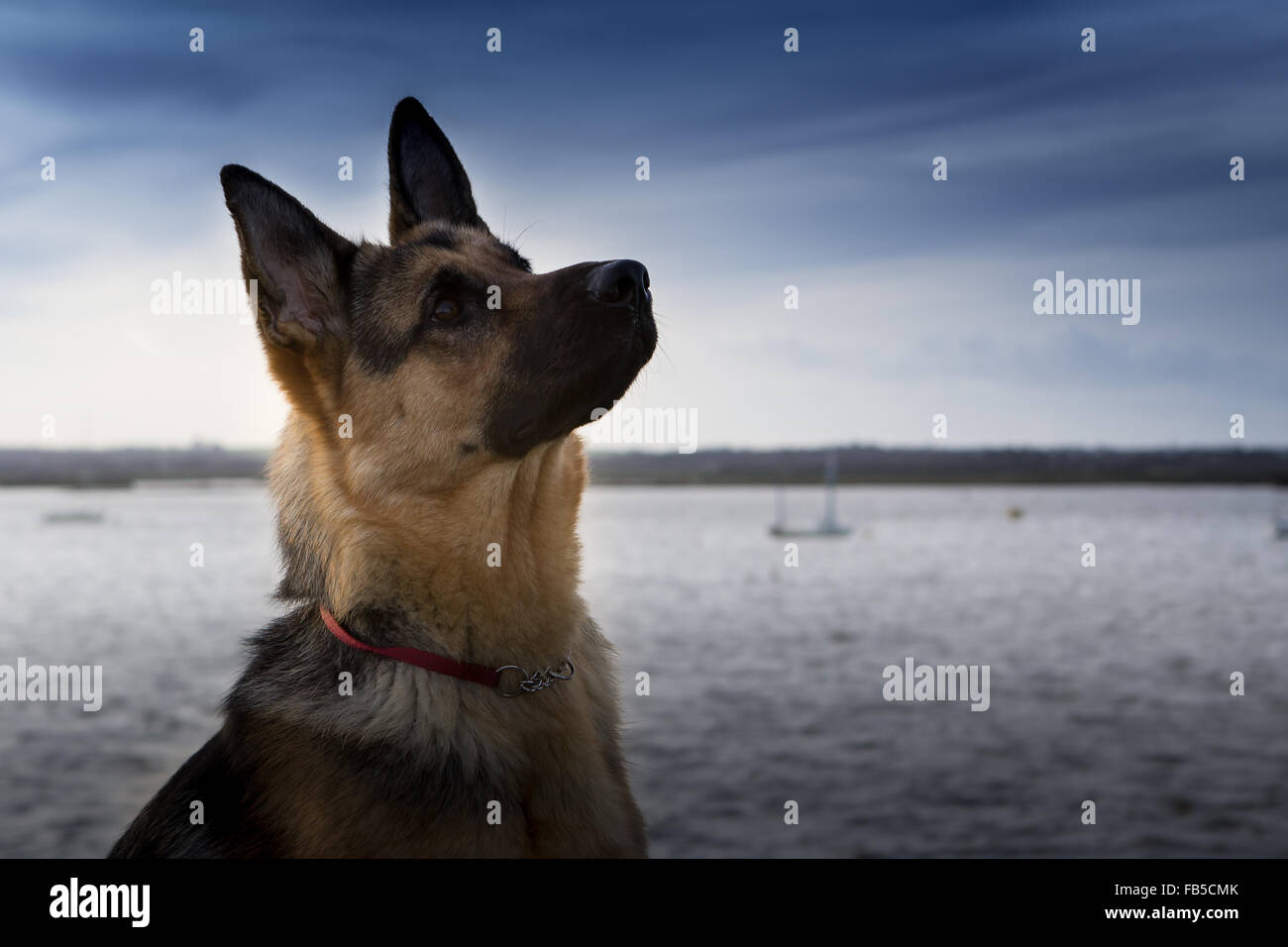 Young German Shepard Dog on a sea wall Stock Photo - Alamy