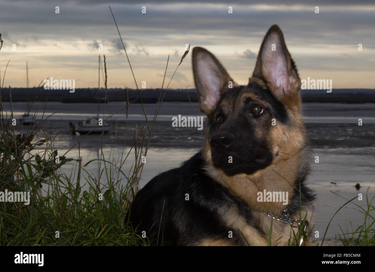 Alsatian German Shepard Dog on a sea wall with the Black Water Estuary ...