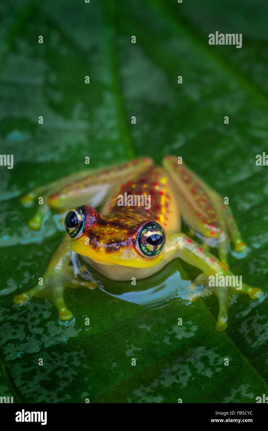 A tiny tree frog on a leaf, Andasibe National Park, Madagascar Stock Photo - Alamy