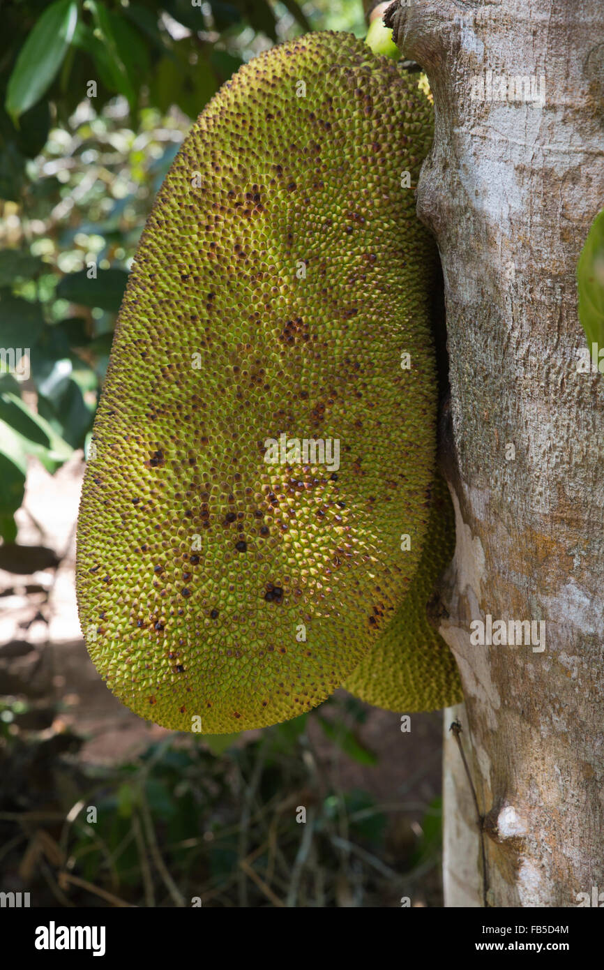 Jack fruit growing in its natural habitat Stock Photo - Alamy