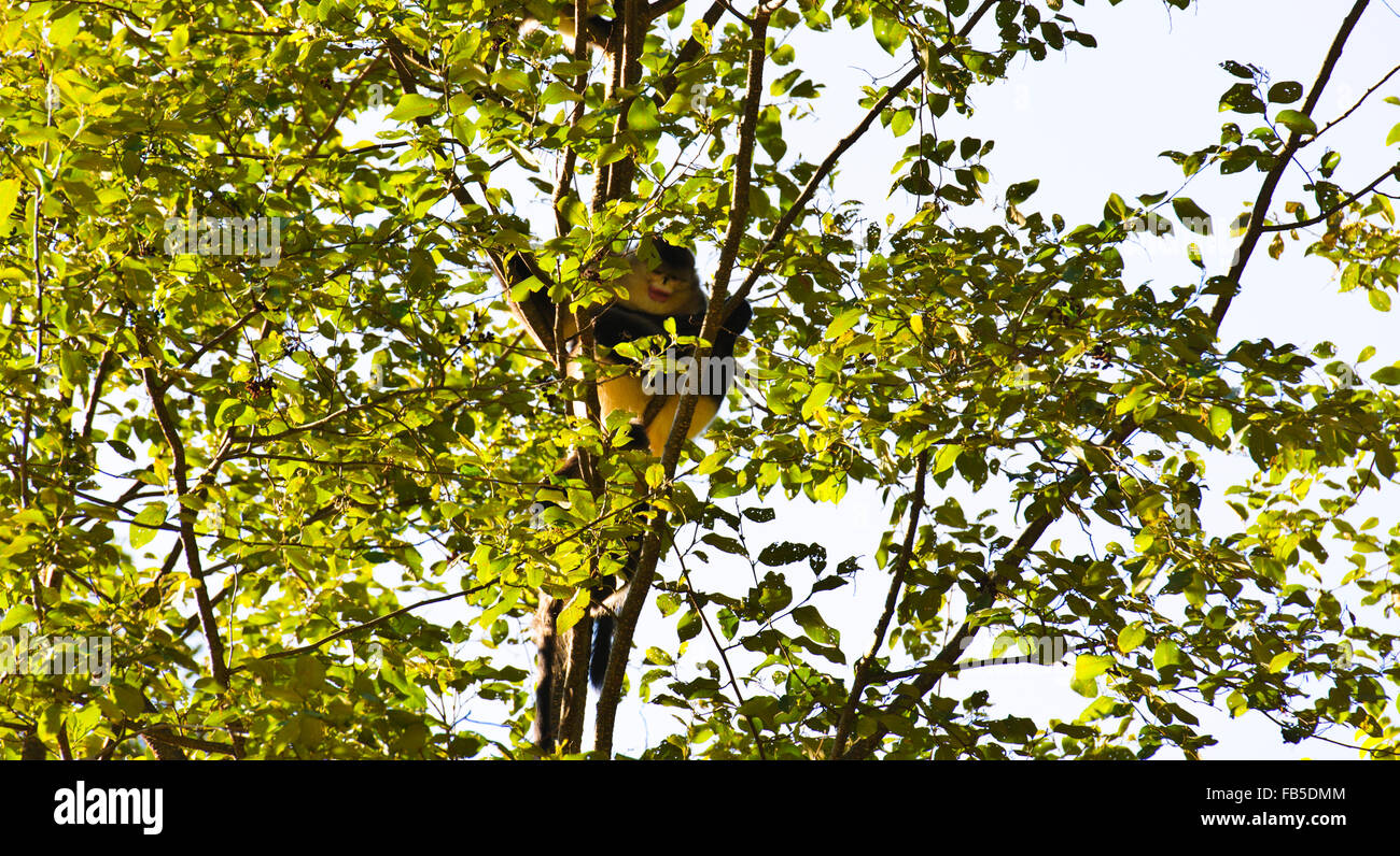 Yunnan Golden Monkeys in the trees with their young ,National Park ...