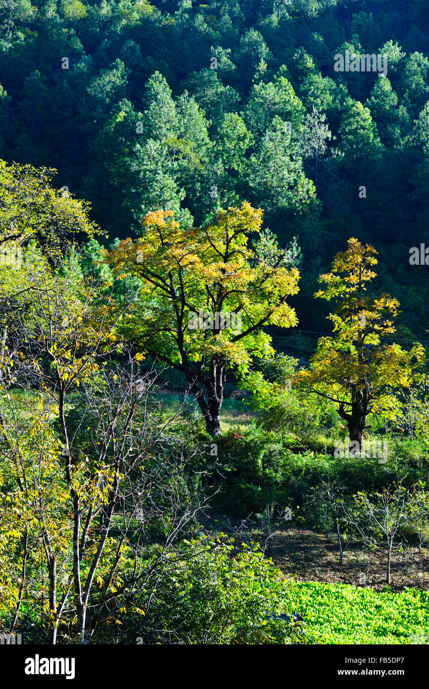 Yunnan Golden Monkeys in the trees with their young ,National Park ...