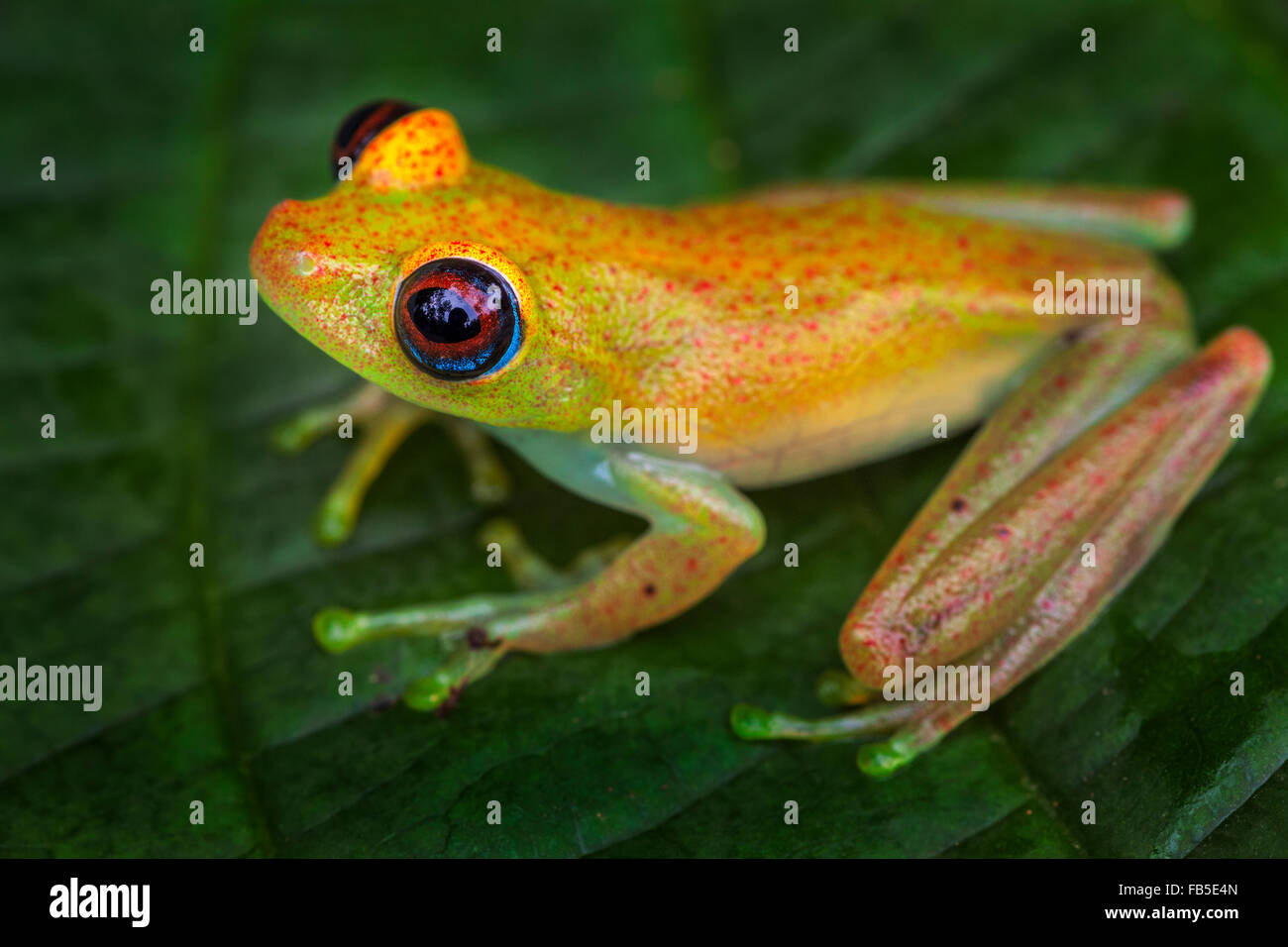 A tiny tree frog on a leaf, Andasibe National Park, Madagascar Stock ...