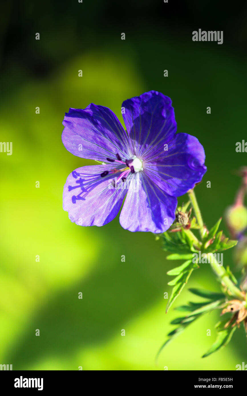Wild flowering plant. Meadow Cranesbill, (Geranium Pratense Stock Photo ...