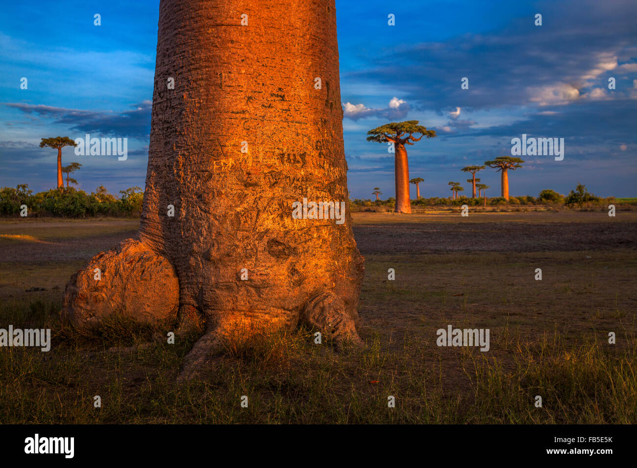 Baobab tree madagascar hi-res stock photography and images - Alamy