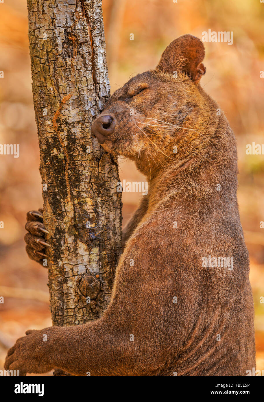 Fossa tree hi-res stock photography and images - Alamy