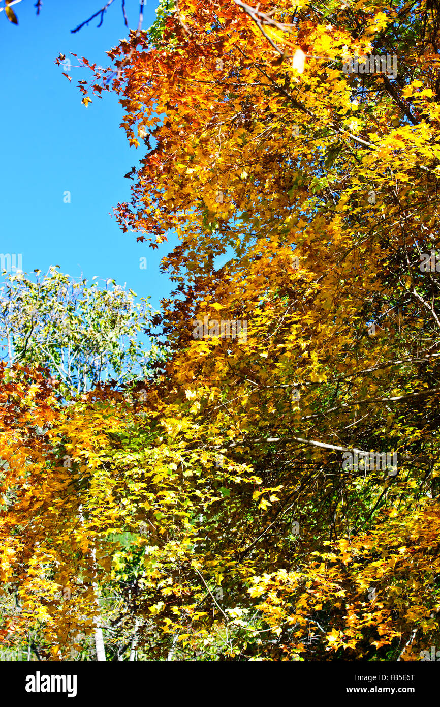 Yunnan Golden Monkeys in the trees with their young ,National Park ...