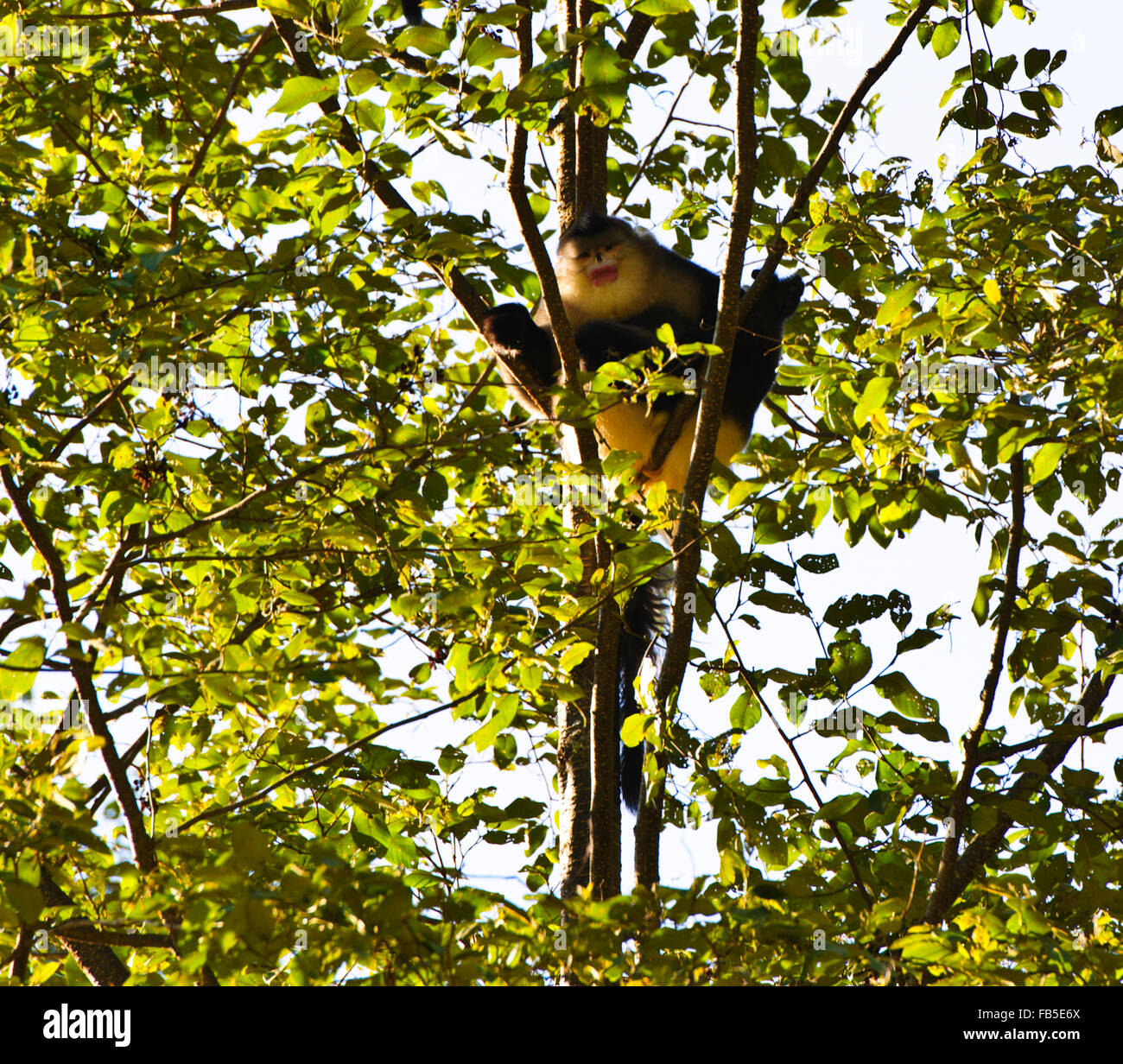 Yunnan Golden Monkey National Park Stock Photos & Yunnan Golden Monkey ...