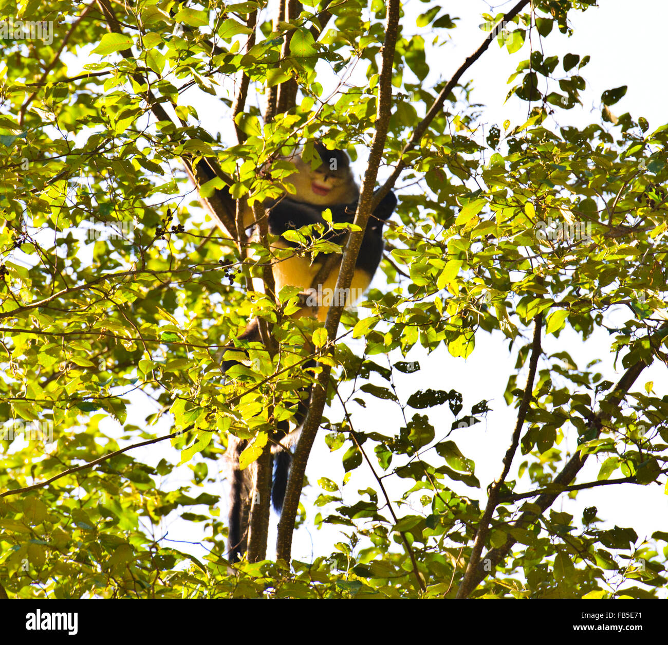 Yunnan Golden Monkeys in the trees with their young ,National Park ...