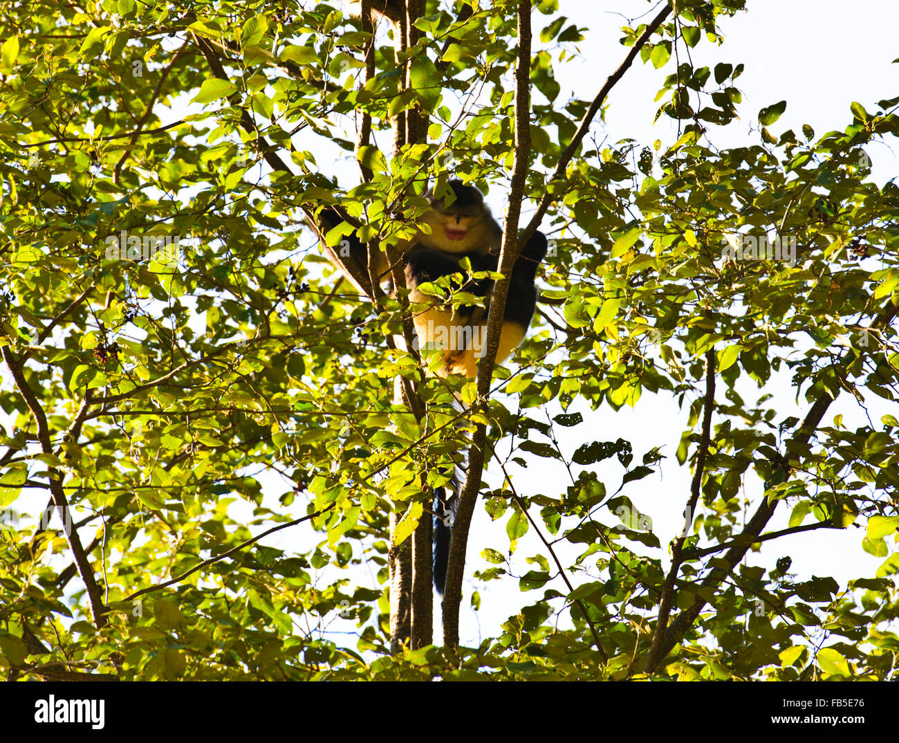 Yunnan Golden Monkey National Park Stock Photos & Yunnan Golden Monkey ...