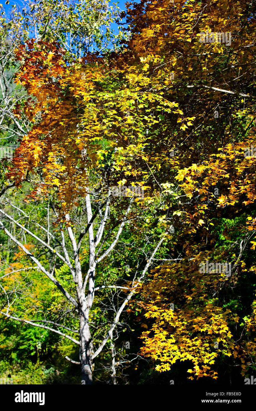 Yunnan Golden Monkeys in the trees with their young ,National Park ...