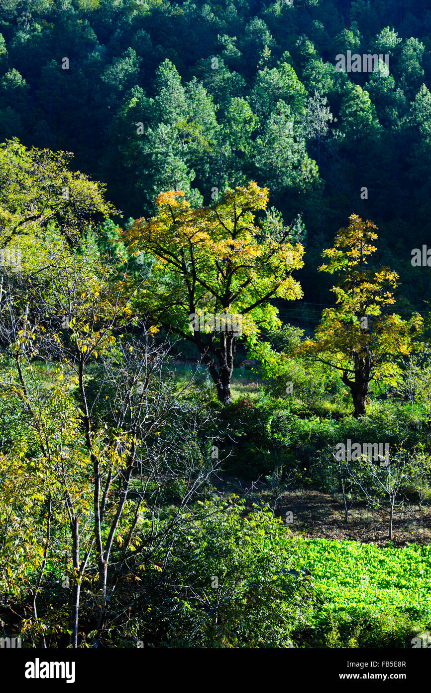 Yunnan Golden Monkeys in the trees with their young ,National Park ...