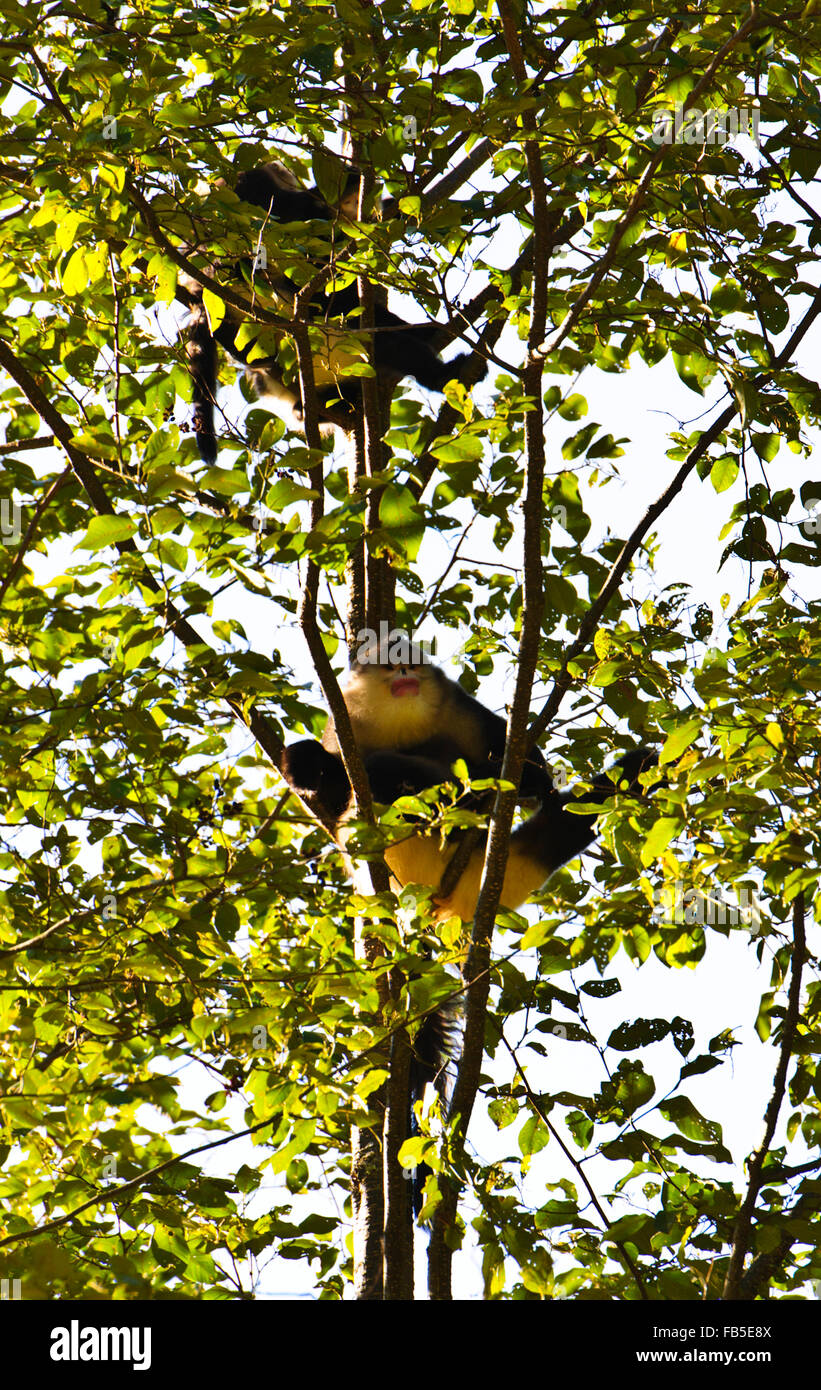 Yunnan golden monkey national park hi-res stock photography and images ...