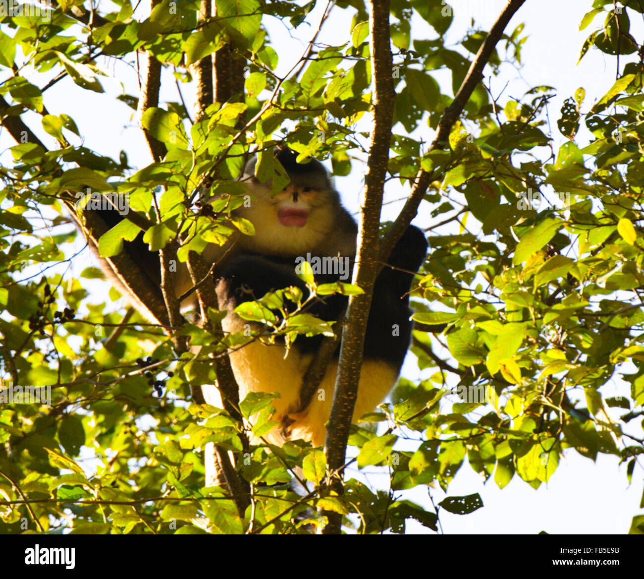 Yunnan Golden Monkeys in the trees with their young ,National Park ...