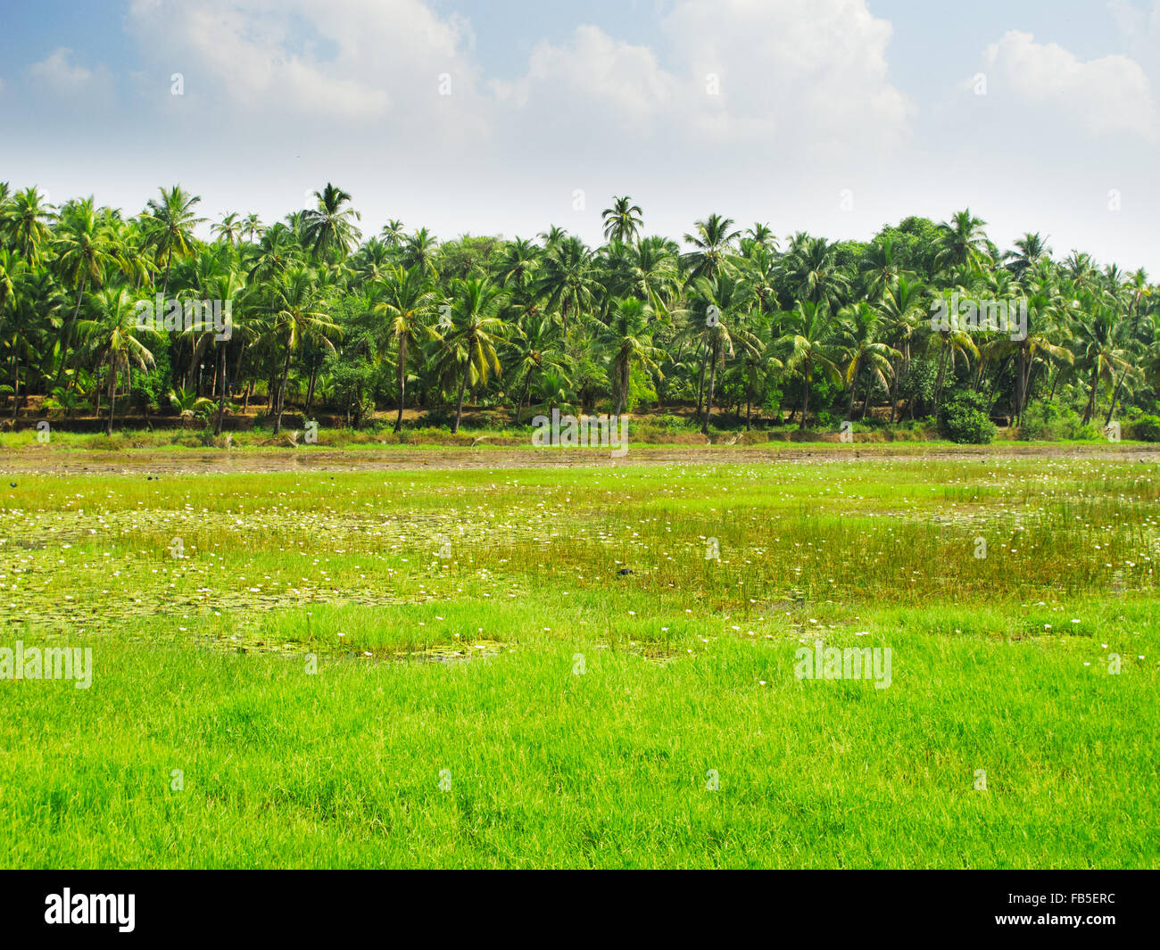 Tropical landscape of a palm tree in India Stock Photo - Alamy