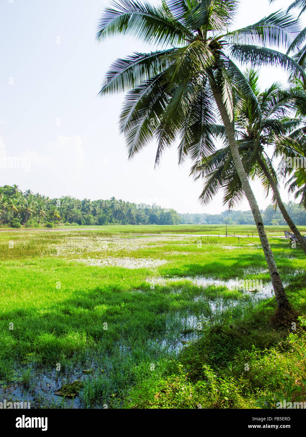Kerala landscape tree hi-res stock photography and images - Alamy