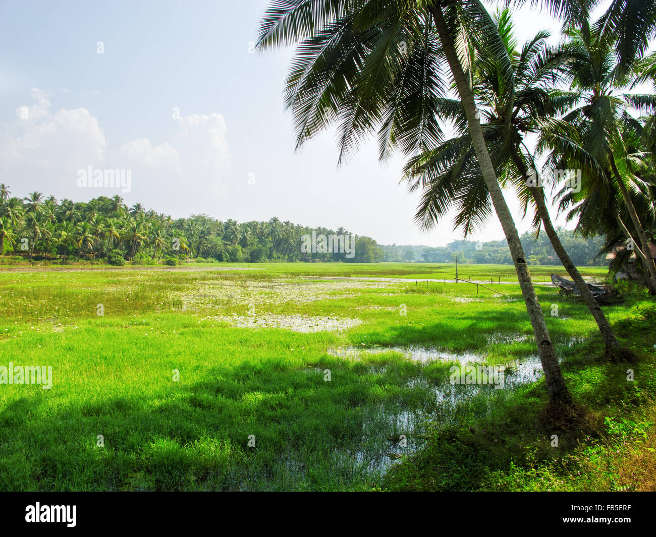 Tropical landscape of a palm tree in India Stock Photo - Alamy