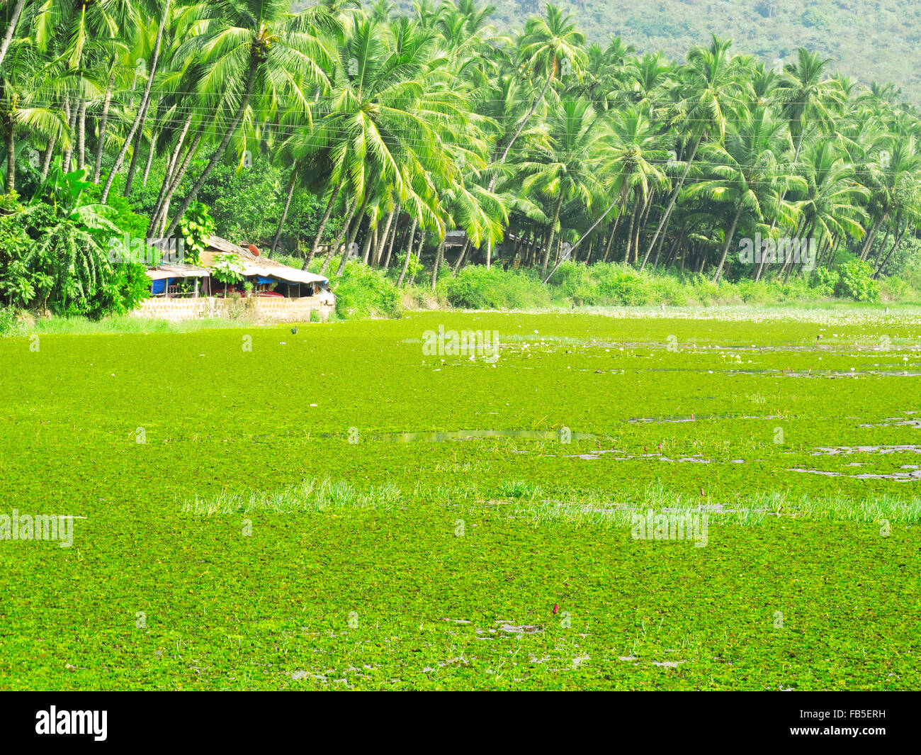 The tree of india hi-res stock photography and images - Alamy