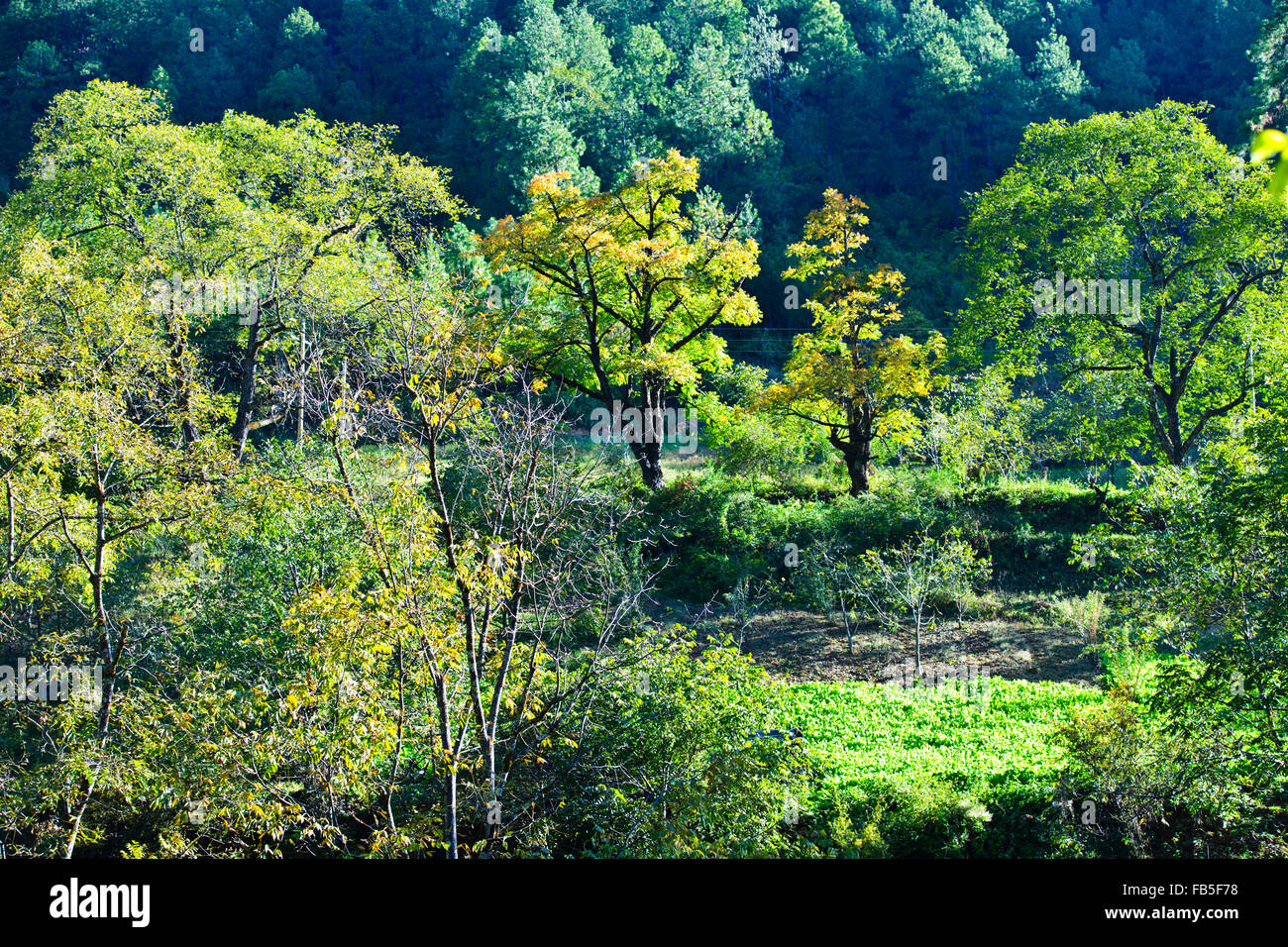 Yunnan Golden Monkeys in the trees with their young ,National Park ...