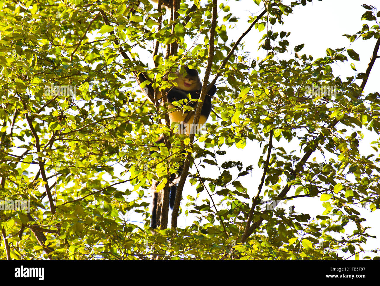 Yunnan Golden Monkeys in the trees with their young ,National Park ...