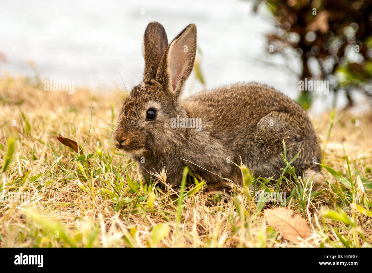 Rabbit green screen hi-res stock photography and images - Alamy