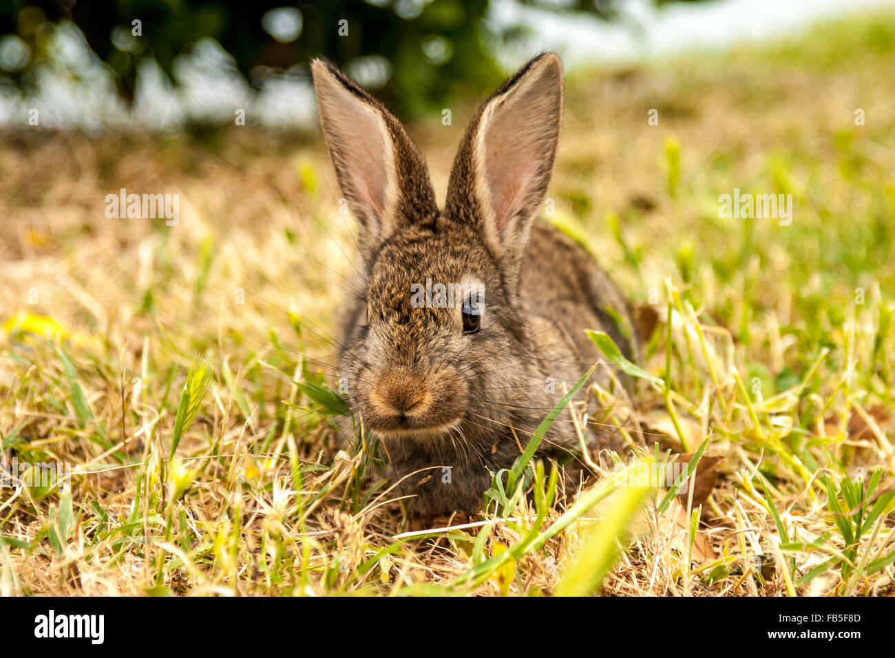 Rabbit summer wild meadow hi-res stock photography and images - Alamy