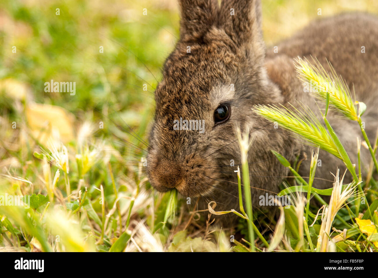 Rabbit ecology hi-res stock photography and images - Alamy
