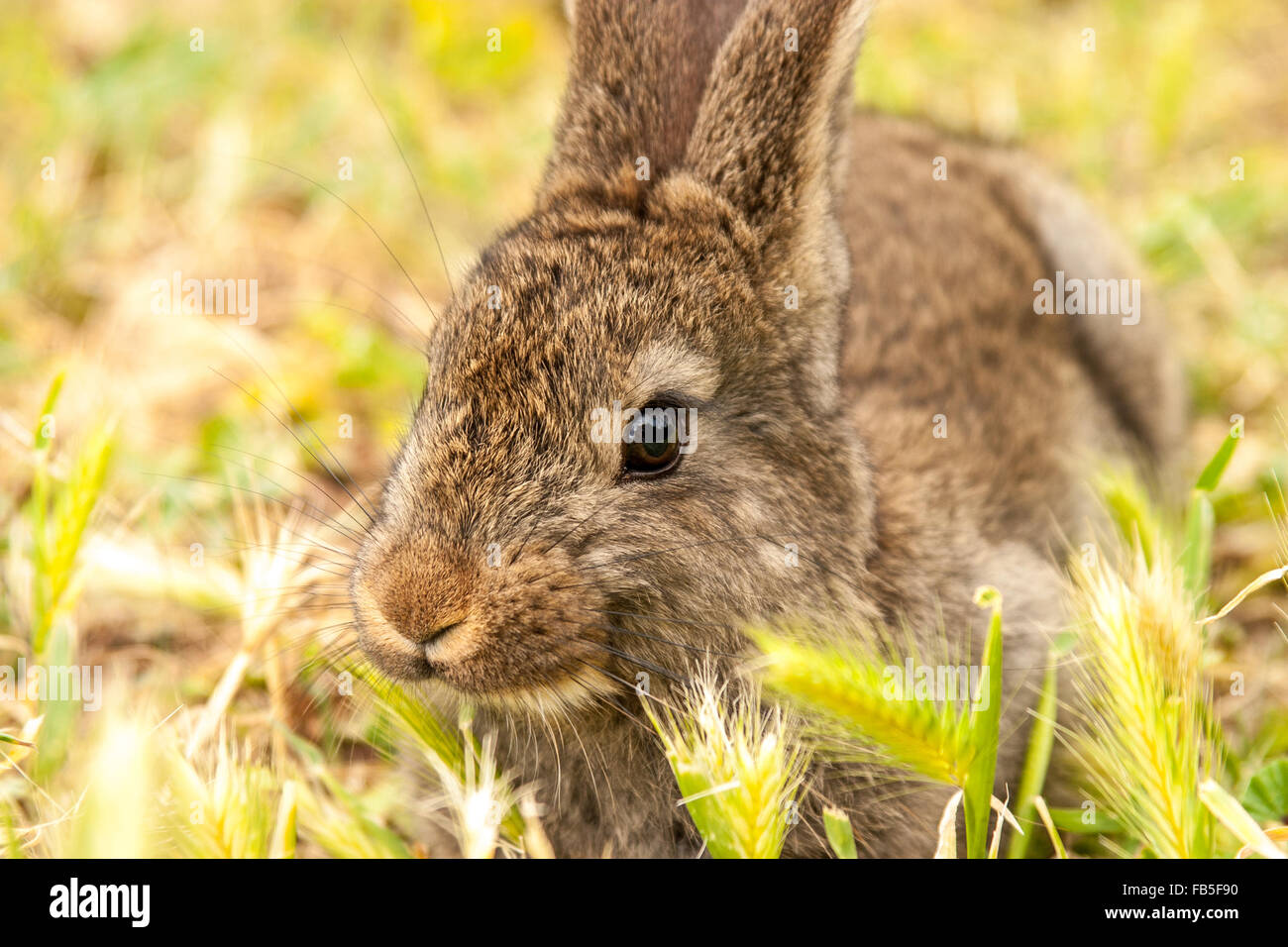 Rabbit ecology hi-res stock photography and images - Alamy