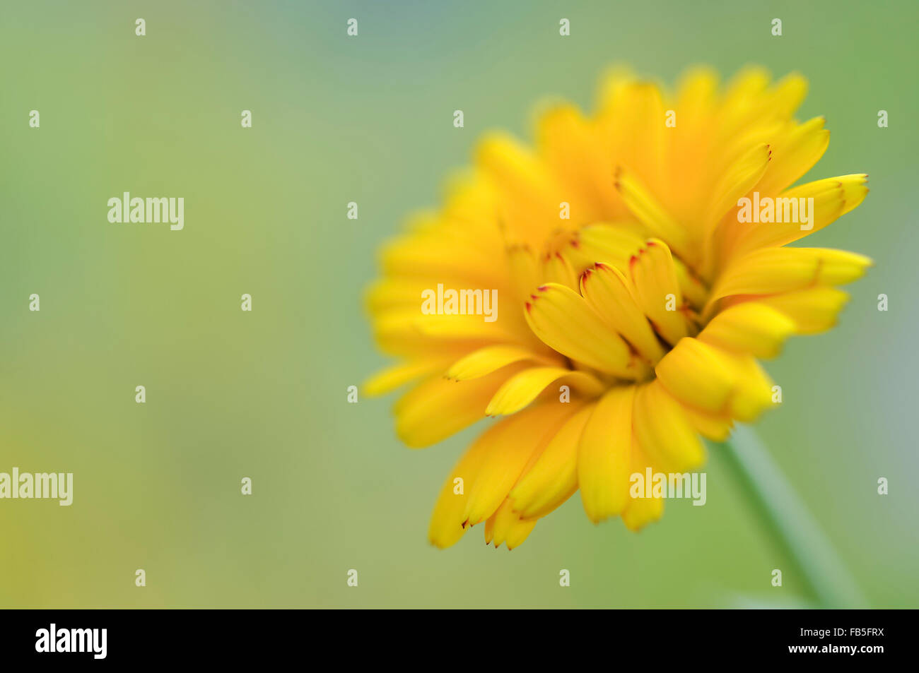 Yellow pot marigold flower with soft green background Stock Photo - Alamy