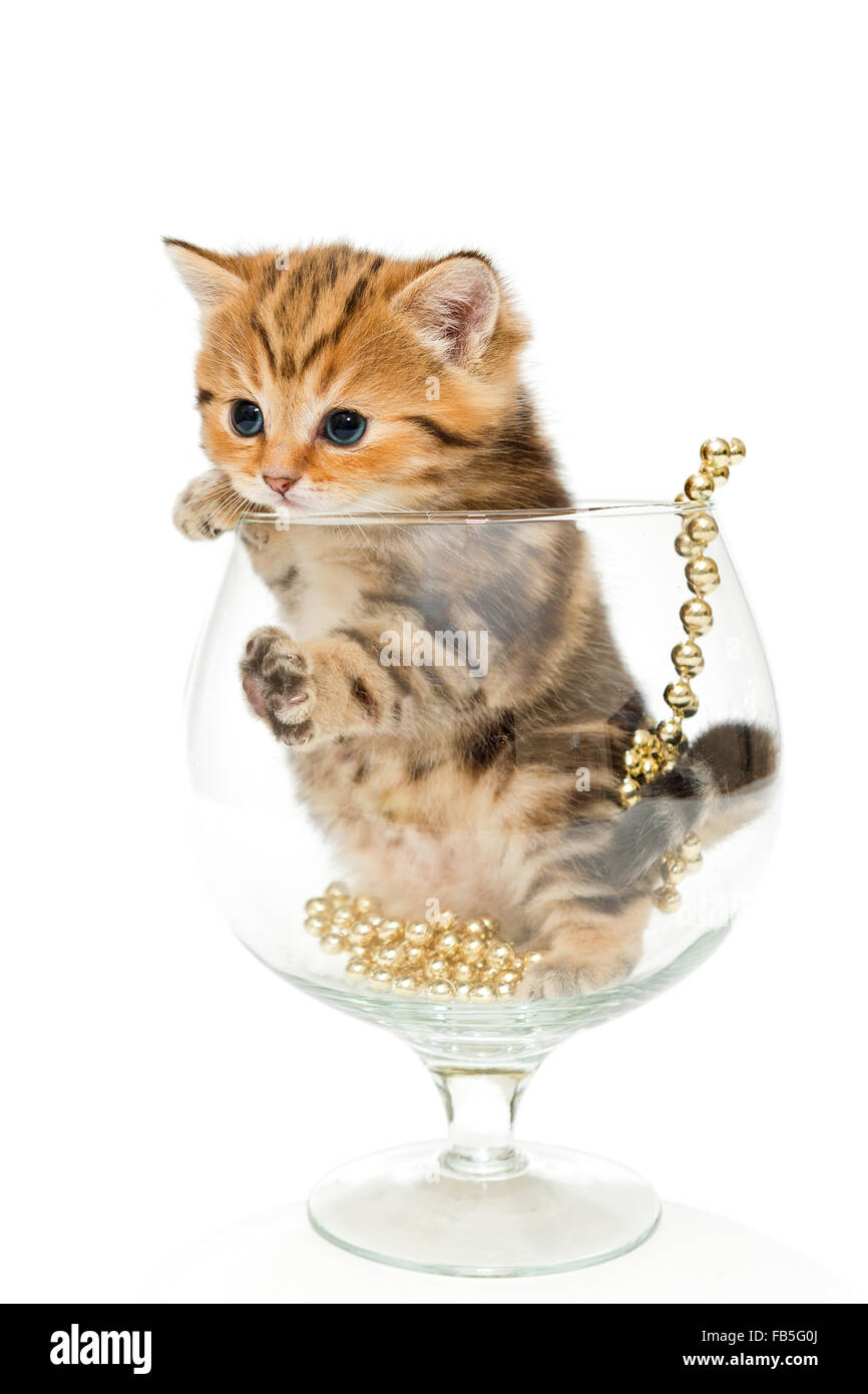 Small funny kitten sitting in a big glass goblet Stock Photo - Alamy
