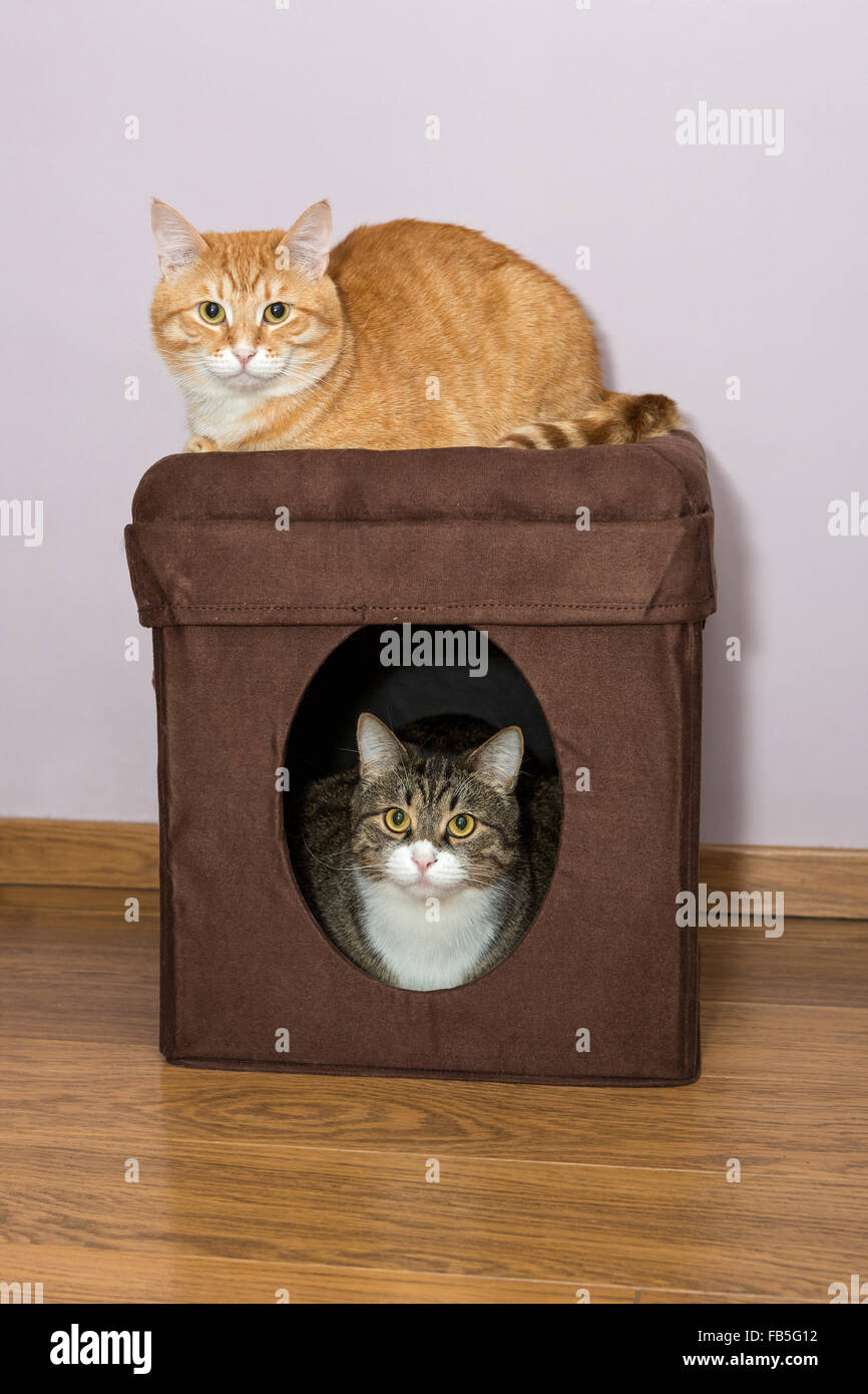 Divided house hi-res stock photography and images - Alamy