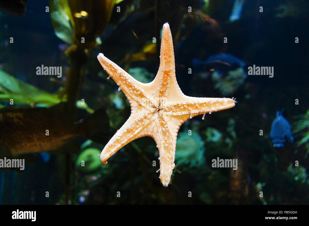 Bottom side of a five-armed starfish. Alaska SeaLife Center, Seward ...