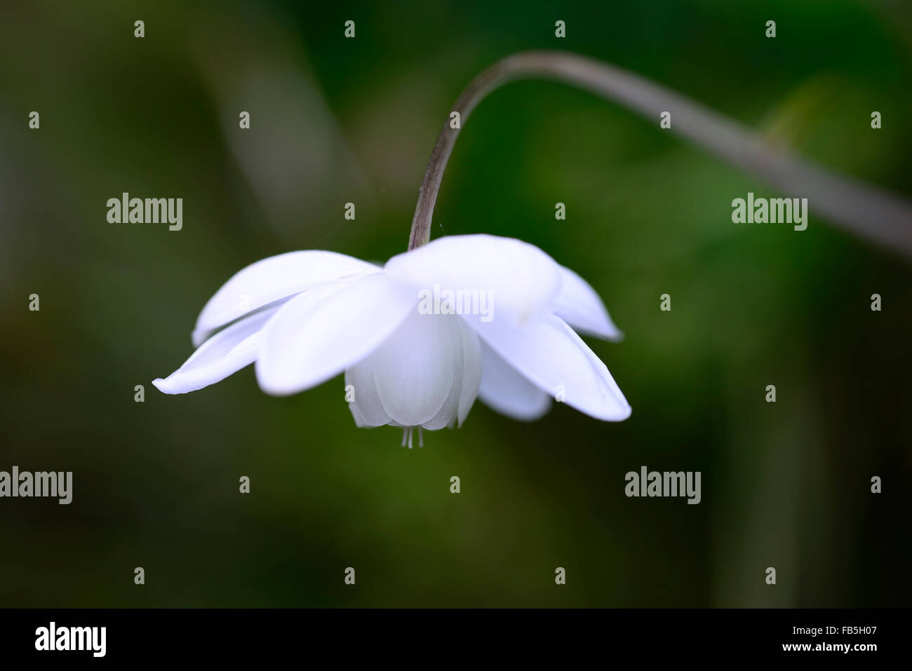 Anemonopsis macrophylla alba white flower flowers rare woodland ...