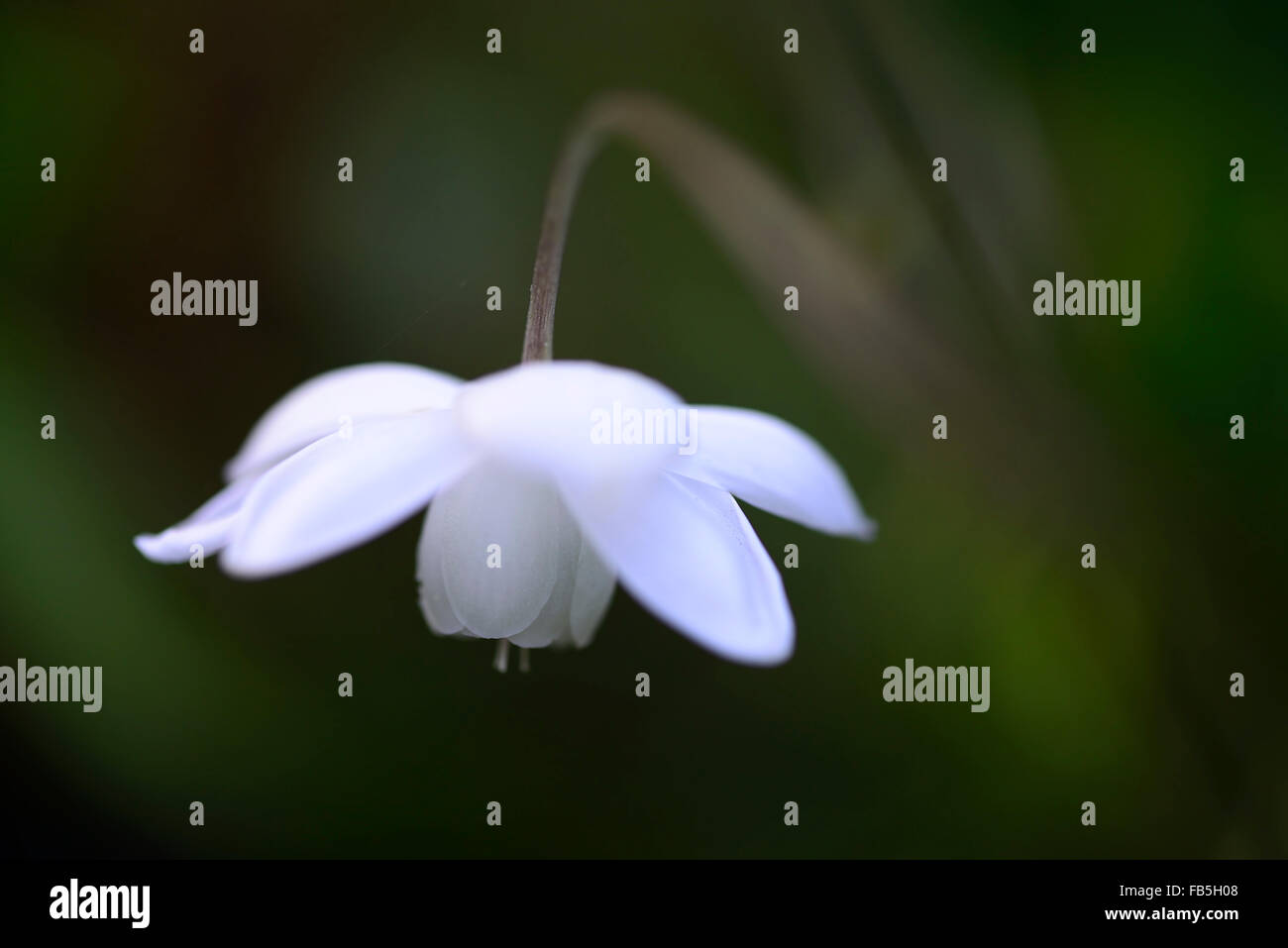 Anemonopsis macrophylla alba white flower flowers rare woodland ...