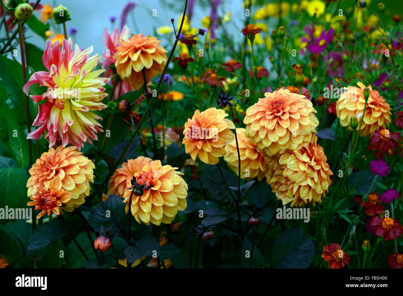 dahlia david howard cosmos sensations mix mixed bed border perennial RM ...