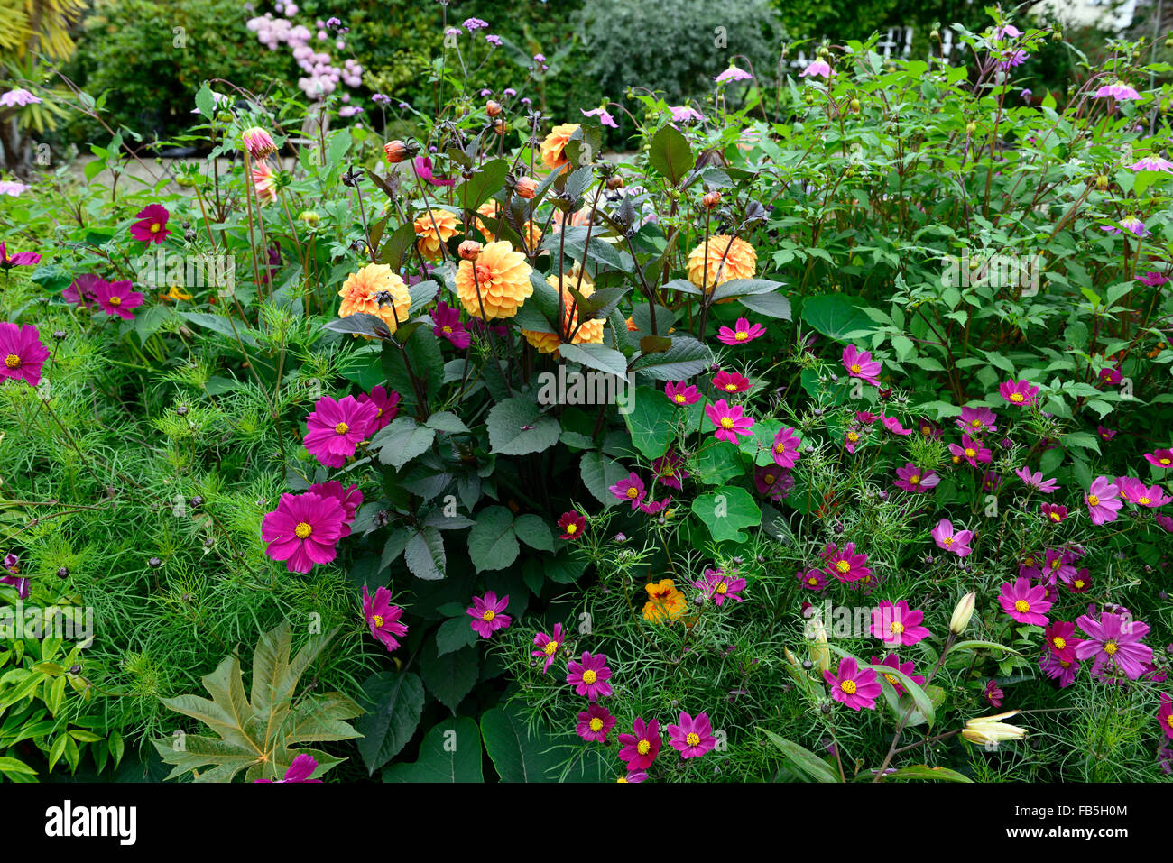 dahlia david howard cosmos sensations mix mixed bed border perennial RM ...