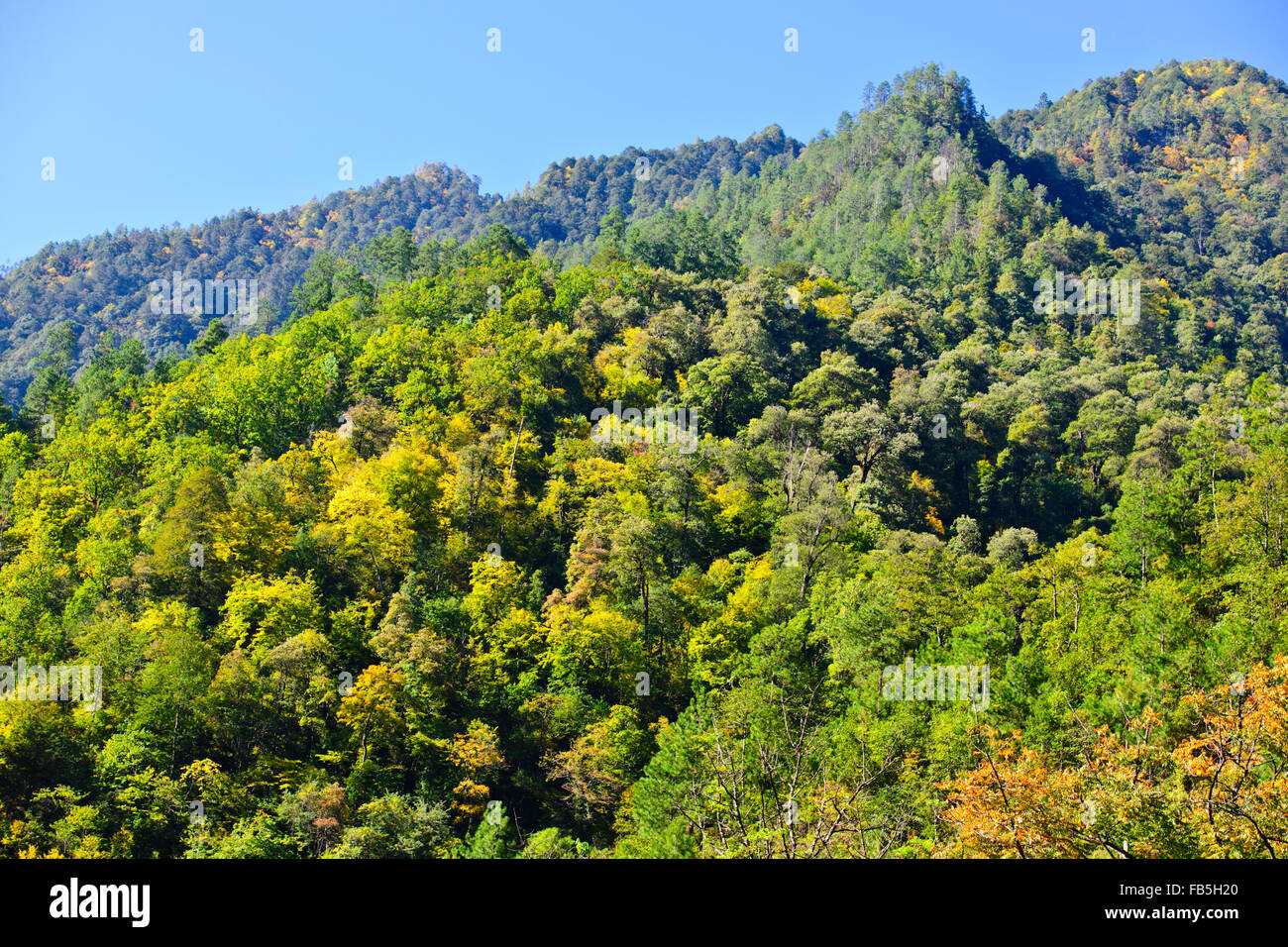 Yunnan Golden Monkeys in the trees with their young ,National Park ...