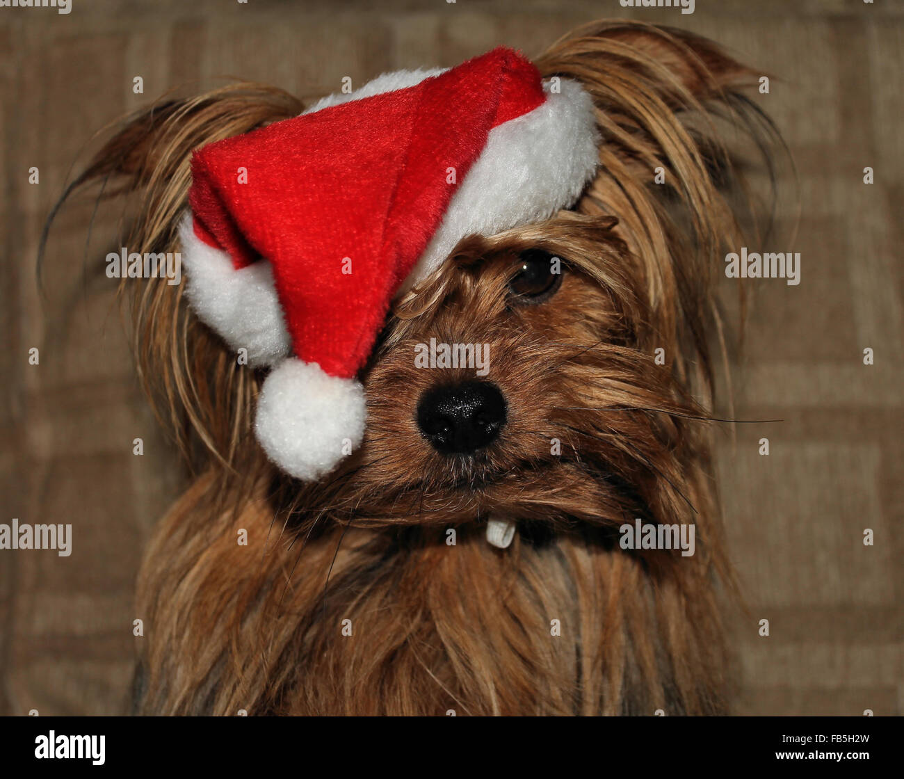 Yorkshire Terrier wearing santa hat Stock Photo - Alamy
