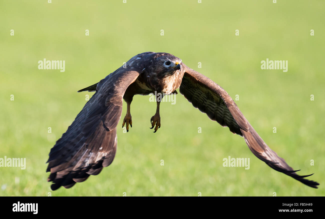 Female buzzard hi-res stock photography and images - Alamy