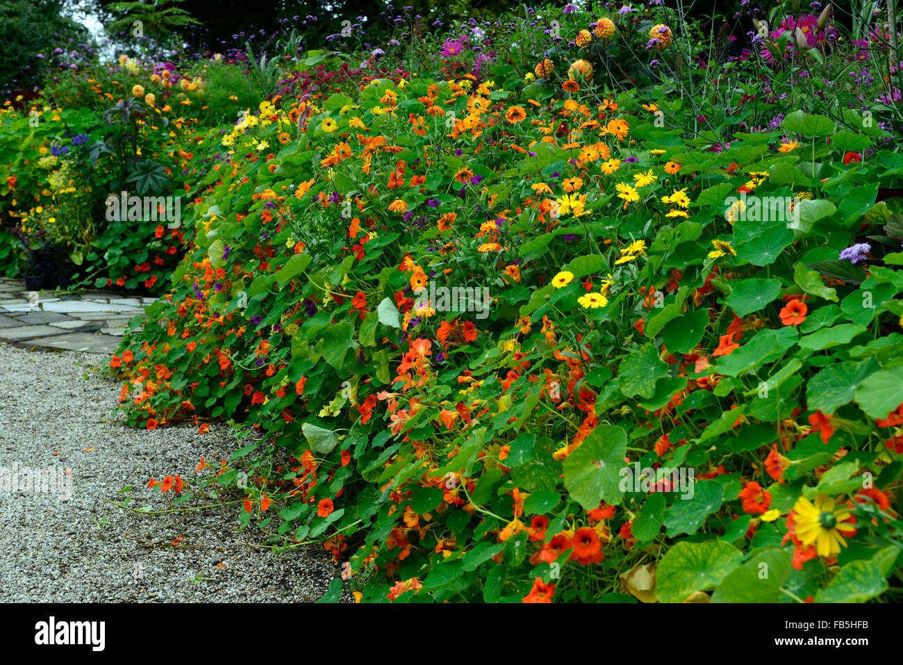 Annual Flower Border Design