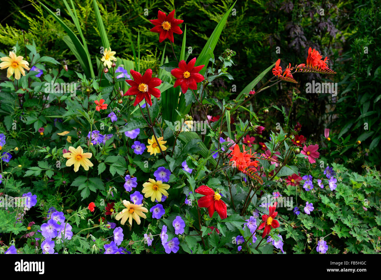 geranium rozanne dahlia coccinea cosmos sensations crocosmia mix mixed ...