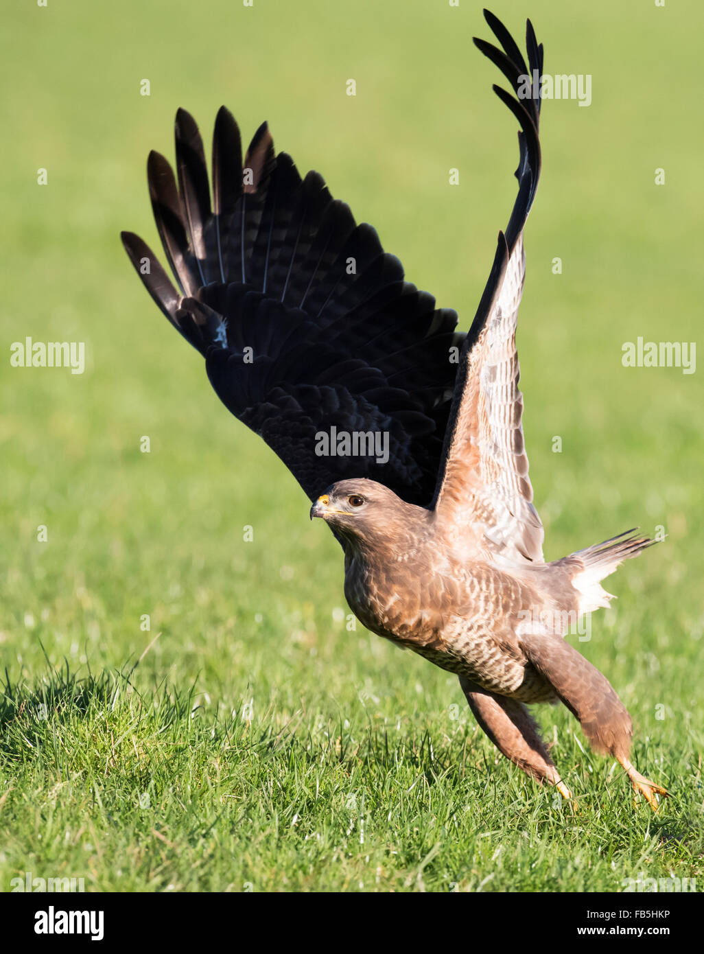 Bird taking flight off ground hi-res stock photography and images - Alamy