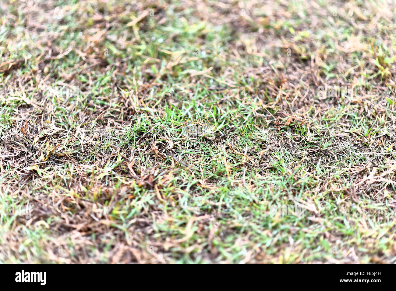 close up of faded grass field Stock Photo - Alamy