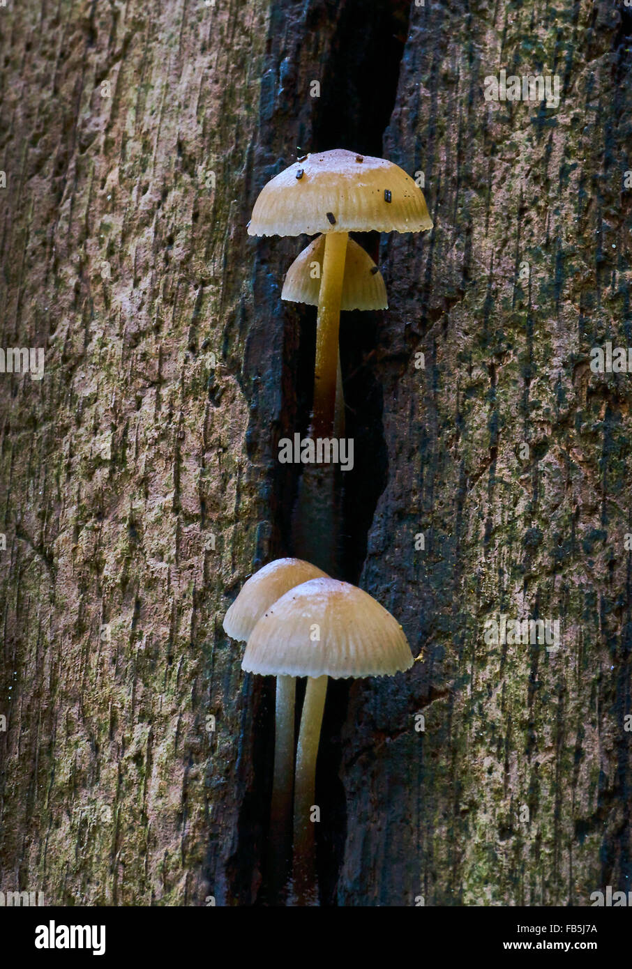 Fungi in autumn Stock Photo - Alamy