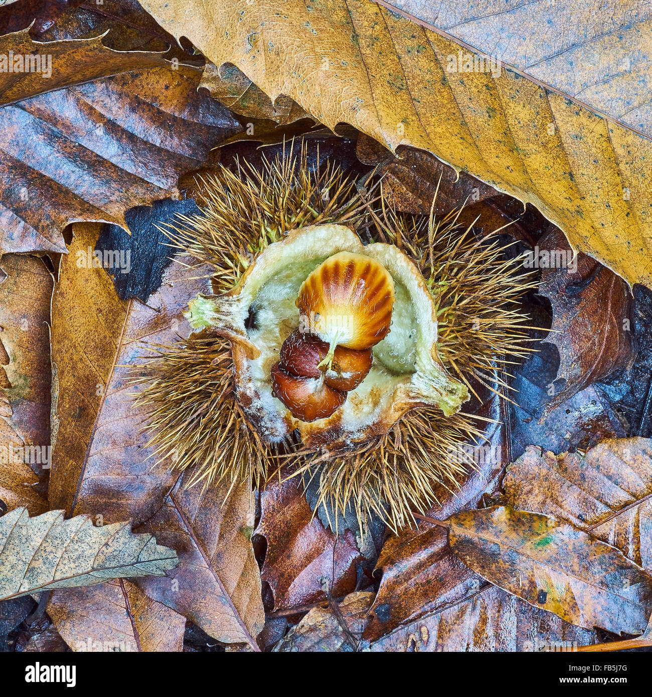 Chestnut hull hi-res stock photography and images - Alamy