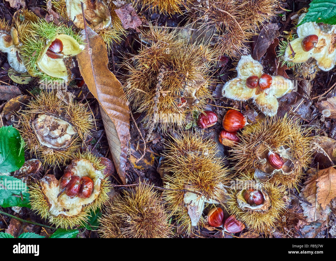 Chestnut spiky shell hi-res stock photography and images - Alamy