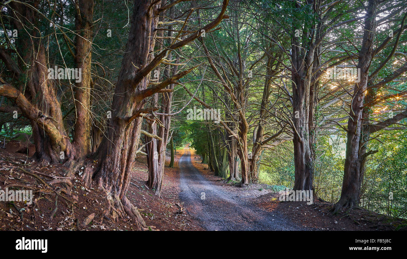 Mature yew tree trunks hi-res stock photography and images - Alamy
