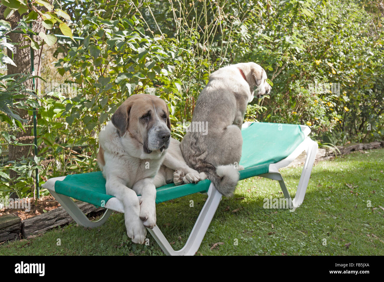 Angry dogs hi-res stock photography and images - Alamy