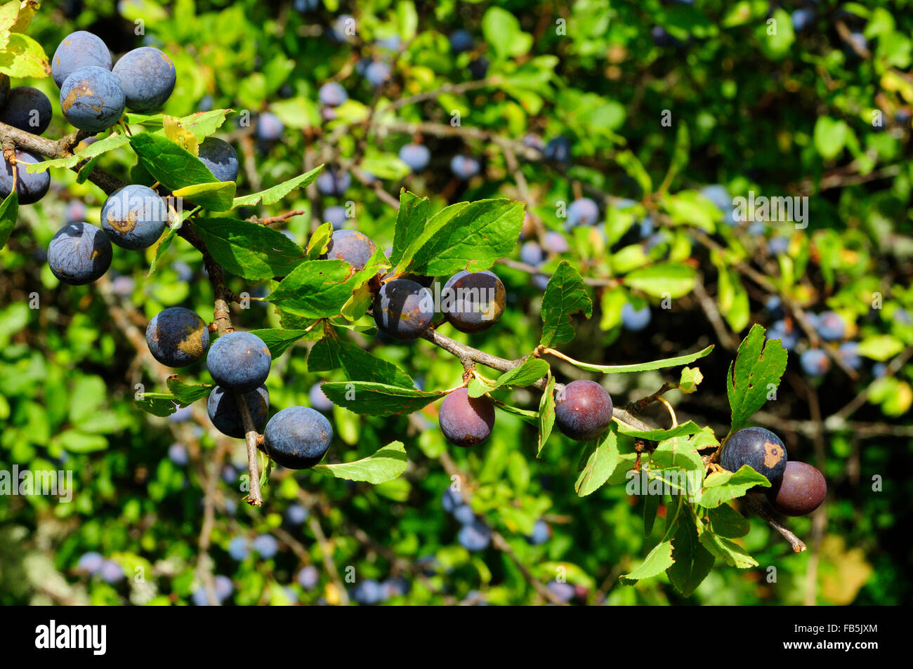 Sloe Prunus Spinosa High Resolution Stock Photography and Images - Alamy