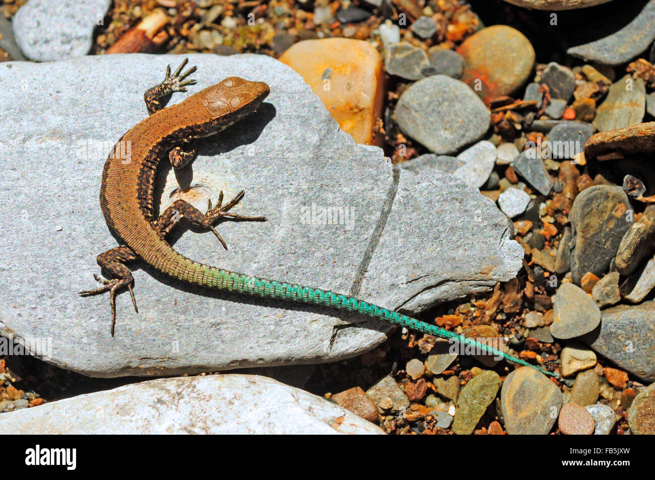 Spanish lizard hi-res stock photography and images - Alamy